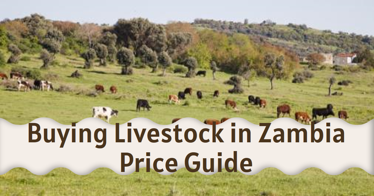 Buying Livestock in Zambia – Here is the best price guide you can get ...